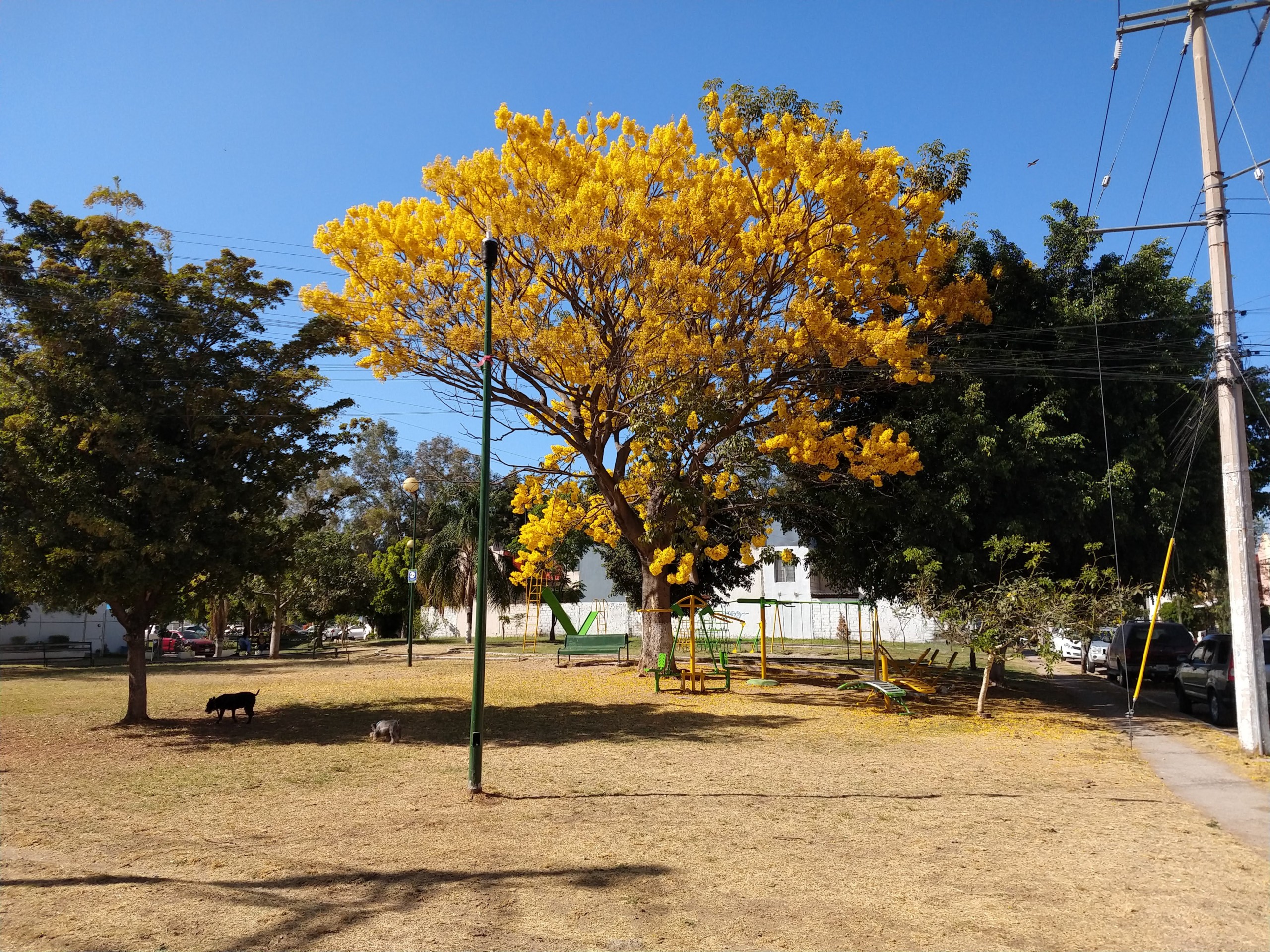 Sol en lo alto - YOSABO